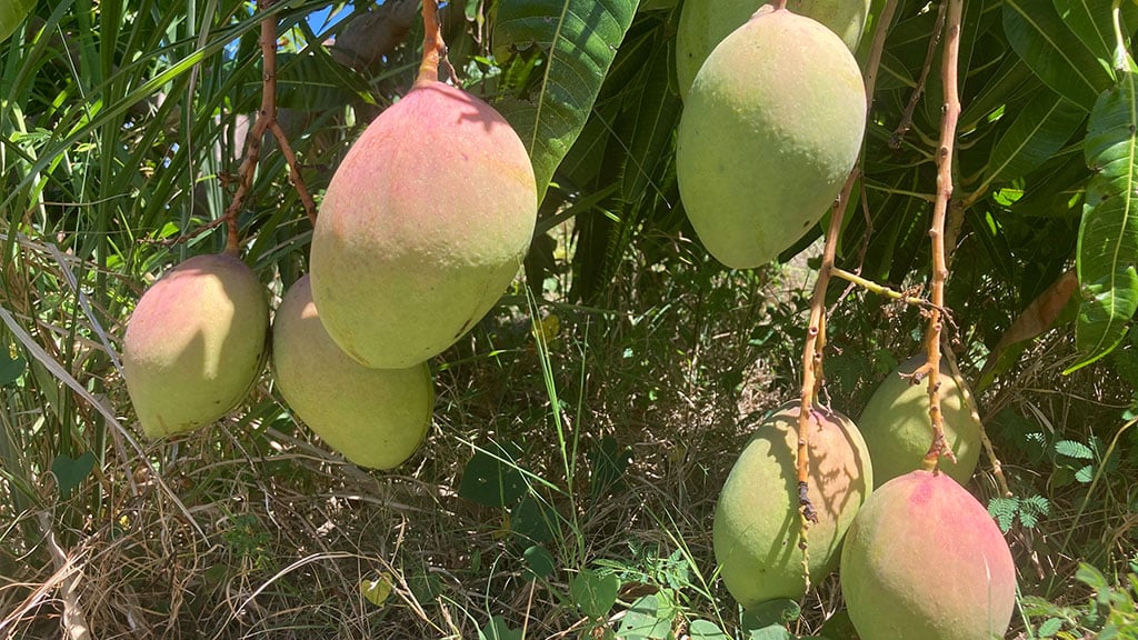 Une nouvelle variété de mangues s’invite à La Réunion
