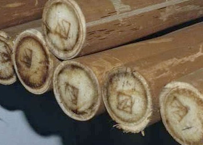 Braconniers de choux palmistes: Petits gagneurs mais coupables quand même