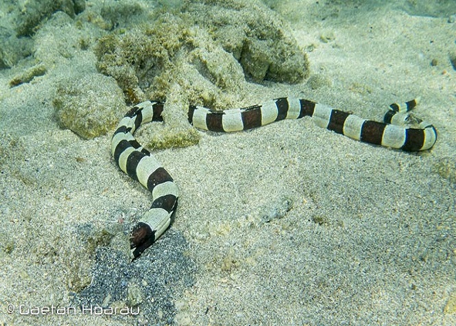 Une anguille-serpent observée dans le lagon de Saint-Pierre