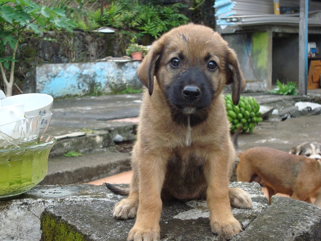 Royal bourbon de La Réunion : un bâtard qui a du chien