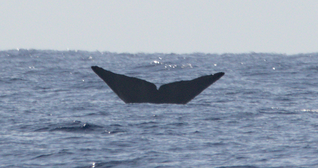 Un grand cachalot au large de la NRL
