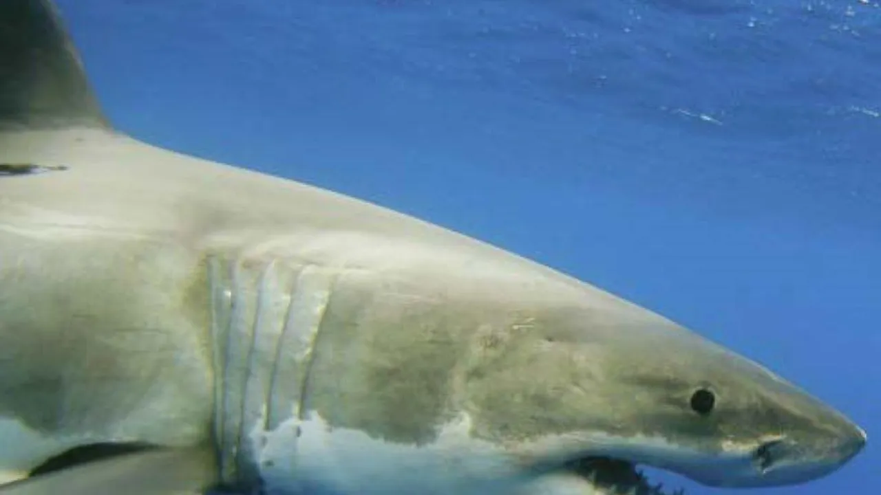 Un requin bouledogue de 3 mètres capturé au large de Saint-Leu