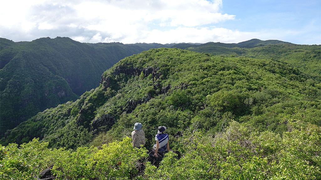 Papangue : bientôt l'extinction pour le rapace de La Réunion