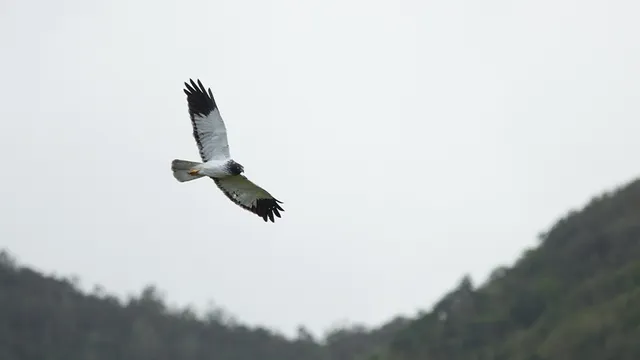 Papangue : bientôt l'extinction pour le rapace de La Réunion