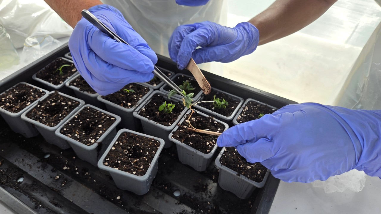 À Bras-Panon, 2 500 vitroplants de fruit à pain pour structurer une ...