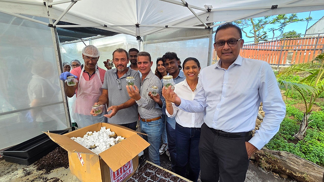 À Bras-Panon, 2 500 vitroplants de fruit à pain pour structurer une ...