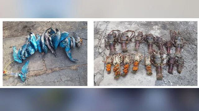 Braconnage nocturne : 61 kg de poissons et de langoustes saisis dans la ...