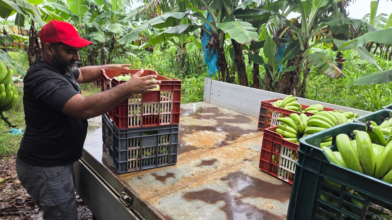 Banane péi à 0,99 euro le kilo : après avoir flambé, le prix s’effondre ...