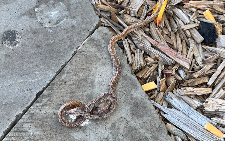 "Alerte cobra" à Toulouse, couleuvre en centre-ville de Saint-Denis ...